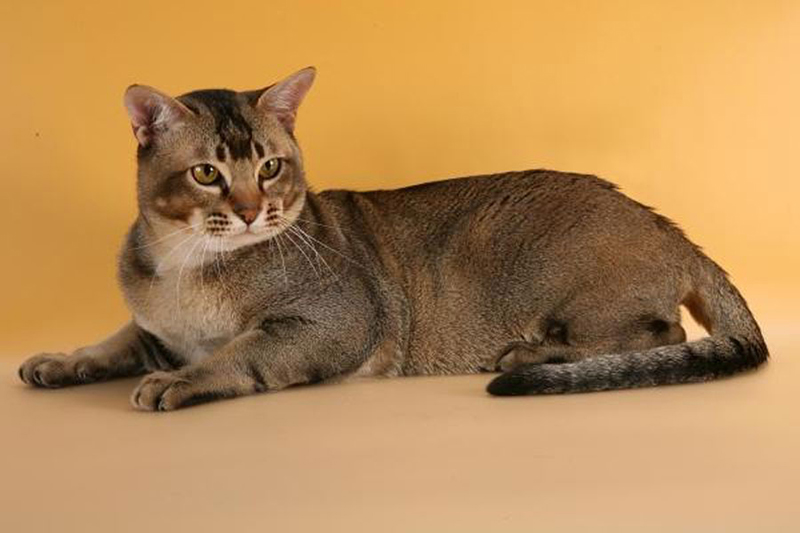 Азиатская табби (Asian Tabby) содержание в городской квартире